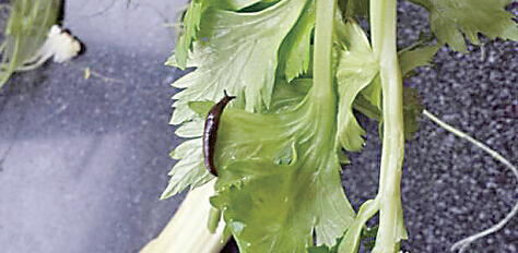 乌鲁木齐市市民买菜发现芹菜叶上爬着软体虫 还能吃吗 手机凤凰网